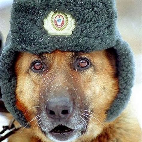 Собаки на службе / Питомцы