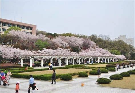기획기사 경희대학교 용인캠퍼스로 벚꽃 나들이 가요 꿈나무기자단 경기도뉴스포털