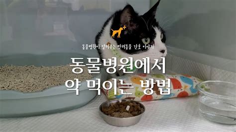📍강아지 고양이 약 쉽게 먹이는 방법📍동물병원에서는 약을 어떻게 먹일까 팁 모음 동물병원이 알려주는 간호이야기 Youtube