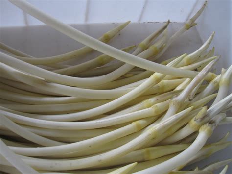 湖北特色蔬菜藕带 长江蔬菜