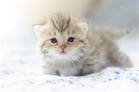 可爱的虎斑猫坐着看 包图企业站