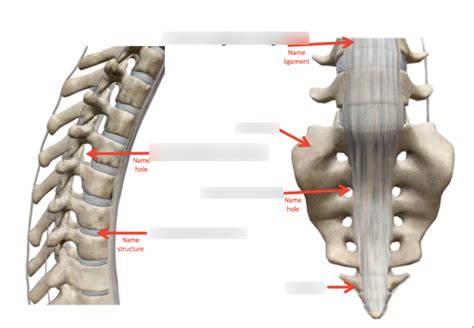 Spine 2 Diagram Quizlet