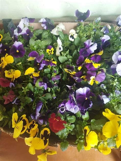 სოფოს ყვავილები საჩხერეში Facebook