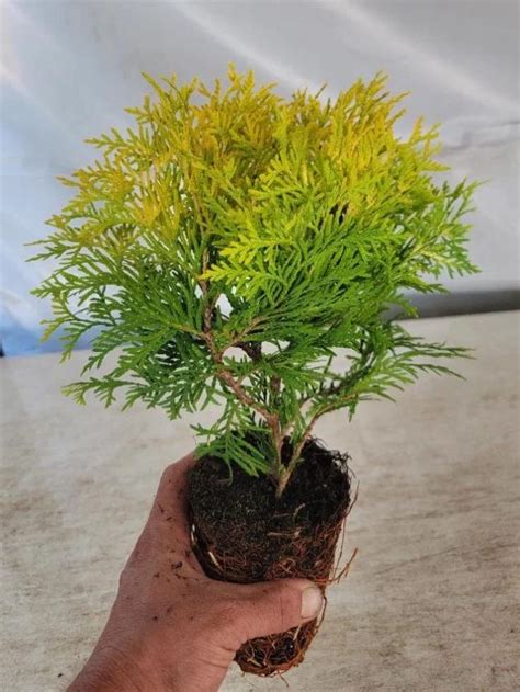 Plants Information Web Stories