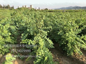 辽宁刺槐树价格 营养钵刺槐苗基地 辽宁刺槐小苗 辽宁刺槐价格 辽宁刺槐苗图片 桓仁刺槐小苗 本溪药都刺槐 华北1年生刺槐小苗 2年刺槐苗刺槐