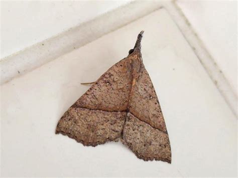 北茨城周辺の生き物 ナミテンアツバ