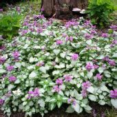 Купить Яснотка крапчатая Beacon Silver - Яснотка - GardenPlants