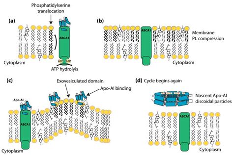 Role Of ABC Transporters In Lipid Transport And Human Disease PMC
