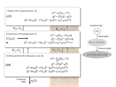 A Conductance Based Neural Field Model This Schematic Summarizes The Download Scientific