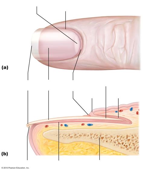 Nail Diagram Quizlet