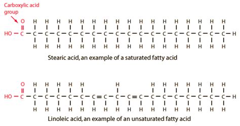 Fatty Acid Diagram