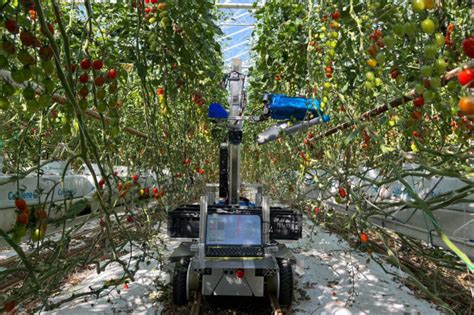 Tomato Harvesting Robot After Upgrade ‘eight Times Faster Future Farming