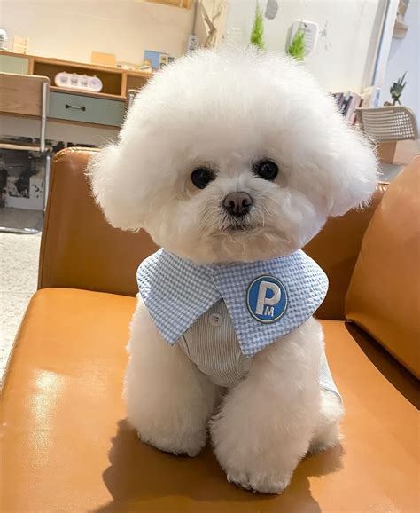 9种适合新手养的小型犬，你更喜欢哪个品种？ 说明书网