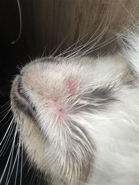 Indoor Cat Scabsinfection Under Chin Rcatcare