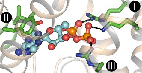 9 Surprising Facts About Substrate Binding