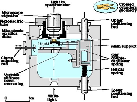 Phase Diagram Of Lipid Membrane Complicated Question Phase L