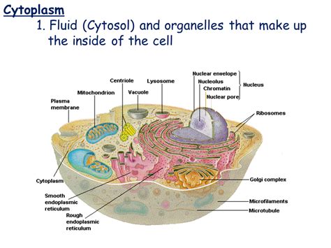 Cell Types And Cell Structure Presentation Biology