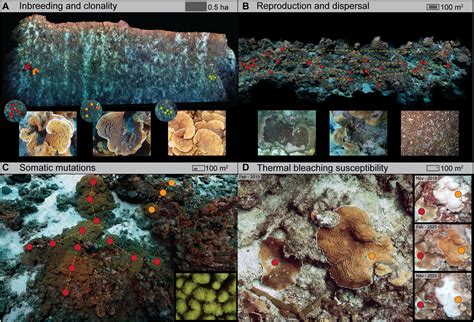 Frontiers Reefscape Genomics Leveraging Advances In 3d Imaging To