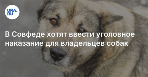 Клишас призвал ввести уголовное наказание за самовыгул собак
