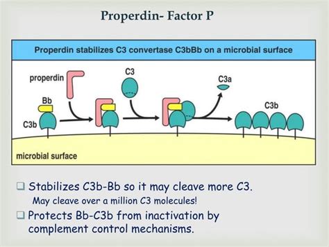 The Complement System PPTX Blood Disorders Diseases And Conditions