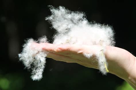 тополиный пух жара июль Типичный Смоленск