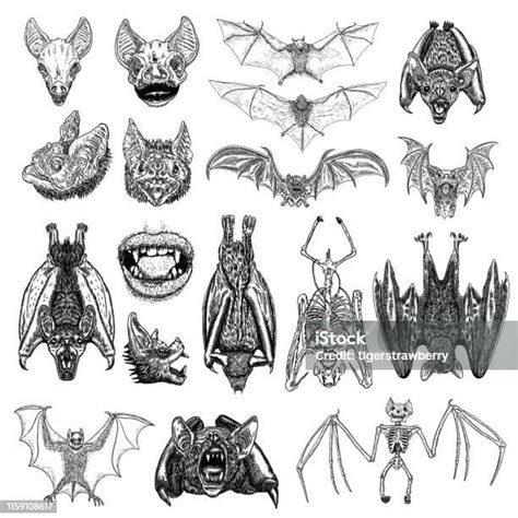 박쥐와 뱀파이어의 큰 세트 송곳니 해골 박쥐 두개골과 공격적인 얼굴이나 머리와 인간의 입술 고딕 괴물을 비행 오픈 날개 잉크 라인 조각 스케치 블랙 벡터 박쥐에 대한 스톡