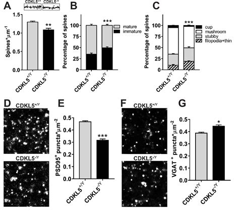 Figure 1 From Site Specific Abnormalities In The Visual System Of A Mouse Model Of Cdkl5