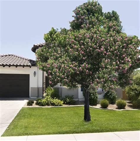 Chilopsis Linearis Bubba