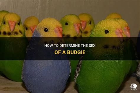 How To Determine The Sex Of A Budgie PetShun