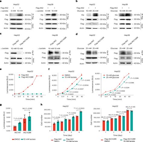 国金冲刺必看！手把手教你非组蛋白乳酸化修饰组学研究思路 Ptmbio 博客园