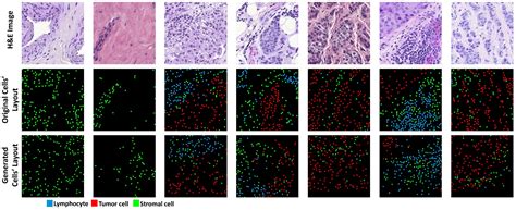 [2304 02255] topology guided multi class cell context generation for digital pathology