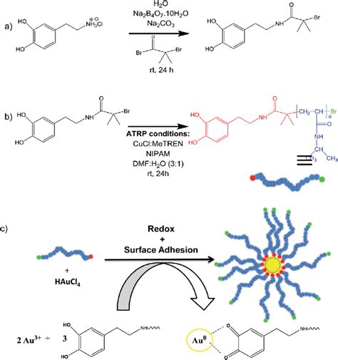 Scheme 1 Schematic Illustration Showing A Dopa Atrp Initiator Download Scientific Diagram