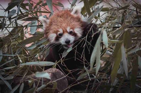 Do Red Pandas Live Alone Or In Group 5 Things To Know Bestofpanda