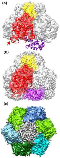 The Vaccinia Virus Dna Helicase Structure From Combined Single Particle