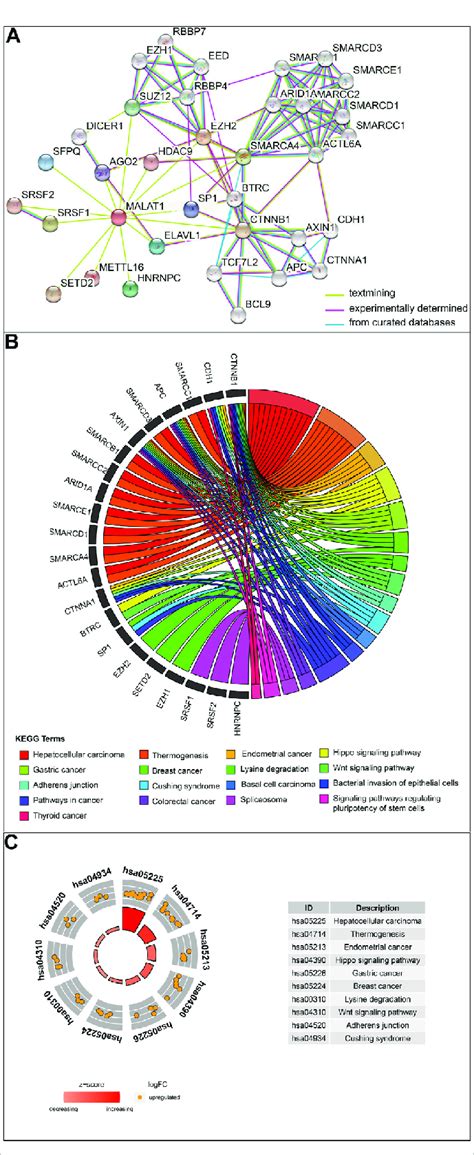 Analysis Of Malat1 Interacting Proteins A The Protein Protein