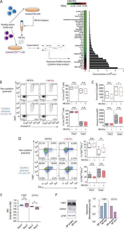 Figures And Data In Natural Killer Nk Cell Derived Extracellular