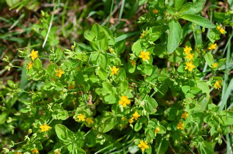 Hypericum Mutilum Dwarf St Johns Wort