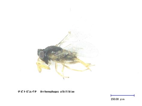 Arrhenophagus albitibiae Girault 1915 チビトビコバチ 蜂が好き