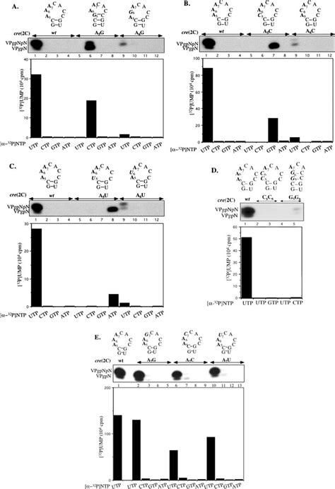 Specificity Of Vpg Nucleotidylylation In Vitro On Wt And Mutant Cre2c