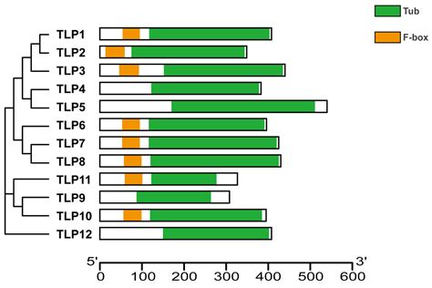Genome Wide Identification Of The Tubby Like Protein TLPs Family In Medicinal Model Plant