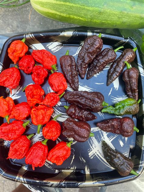 Harvested Some Carolina Reapers And Chocolate Ghost Or At Least That Was What They Labeled The