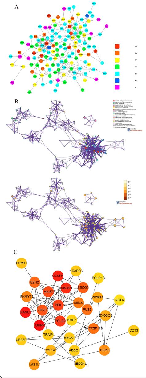 Functional Enrichment Analysis A Gene Interaction Networks Of