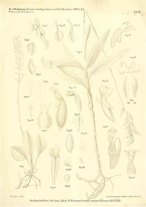Reproducción Reproduction 49487141623 Pteridophyta Und Anthophyta Wien K K Hof Und