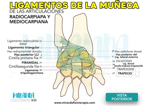 Pin En Muñeca