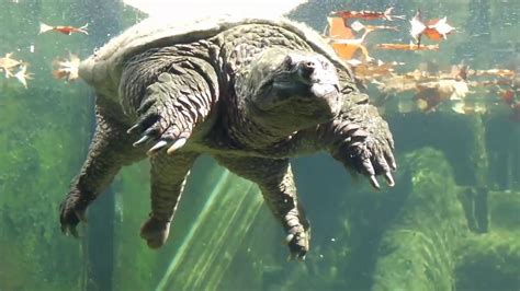 Snapping Turtle Swimming Filmcompletoitaliano Xyz
