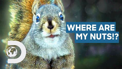 funny squirrel memes nuts