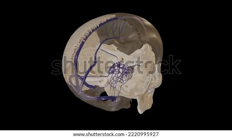 2 Confluence Sinuses Royalty Free Photos And Stock Images Shutterstock
