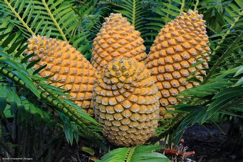 Cycad Female Cone
