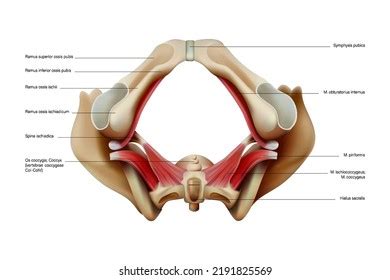 Anatomy Structure Human Pelvic Floor On Stock Vector Royalty Free Shutterstock