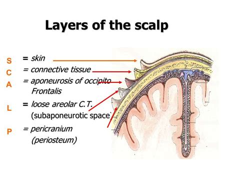 Scalp The Scalp Refers To The Layers Of Skin And Subcutaneous Tissue Scalp The Scalp Refers To The Layers Of Skin And Subcutaneous Tissue